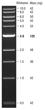 Quick-Load® 1 kb DNA Ladder | NEB