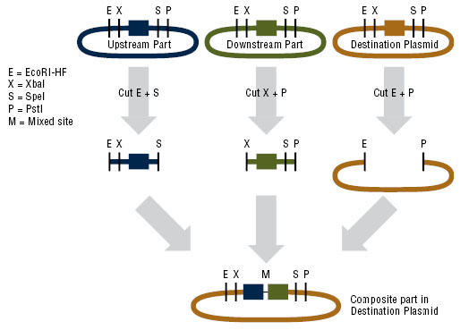 BioBrick® Assembly Kit | NEB
