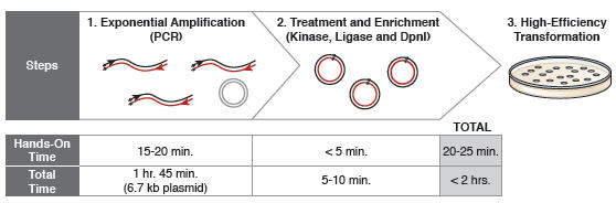 Q5® Site-Directed Mutagenesis Kit | NEB