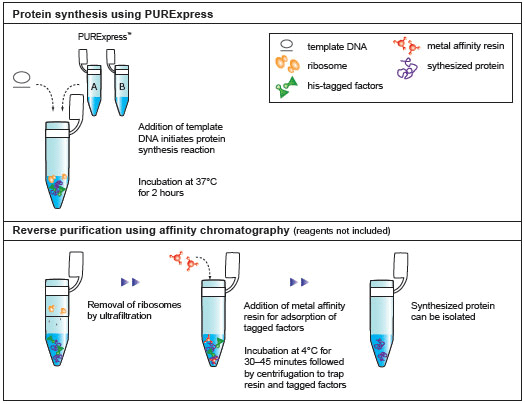 PURExpress® In Vitro Protein Synthesis Kit | NEB