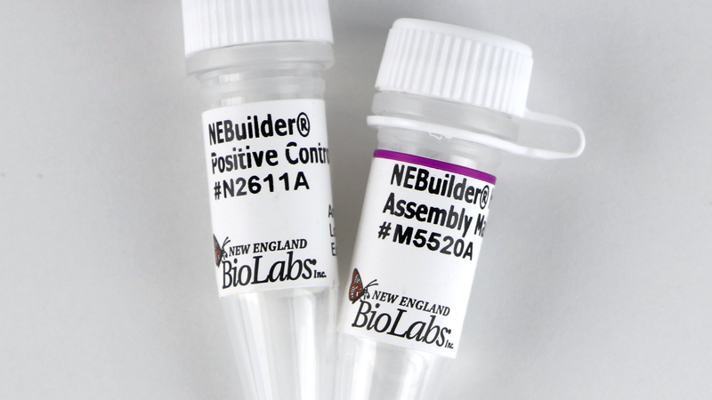 Dna Polymerase I Large Klenow Fragment Neb
