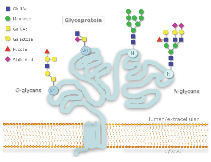 The Structure, Function and Importance of Carbohydrates | NEB
