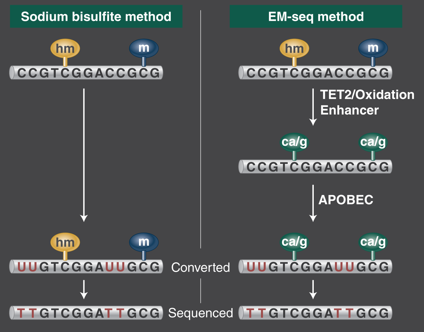 Harvesting Improved Methylome Sequencing Accuracy Neb