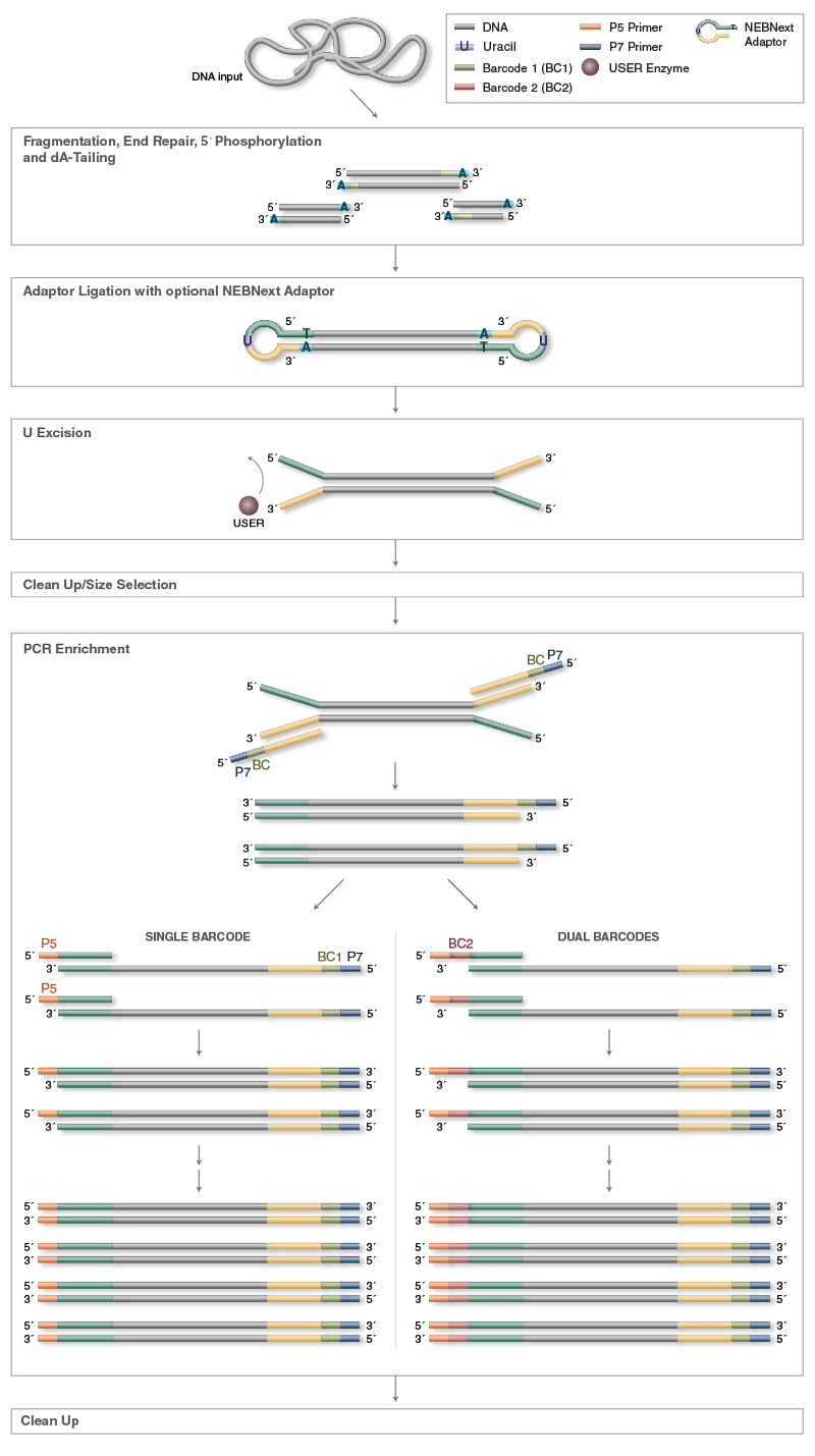 Illumina Library Preparation | NEB