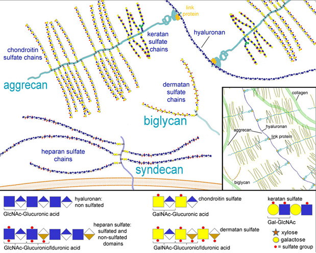 Glycosaminoglycan Chains (GAGs) | NEB