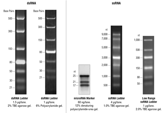 RNA Markers and Ladders | NEB