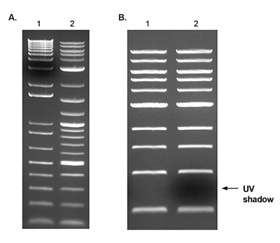 Quick-Load Purple DNA Ladders | NEB