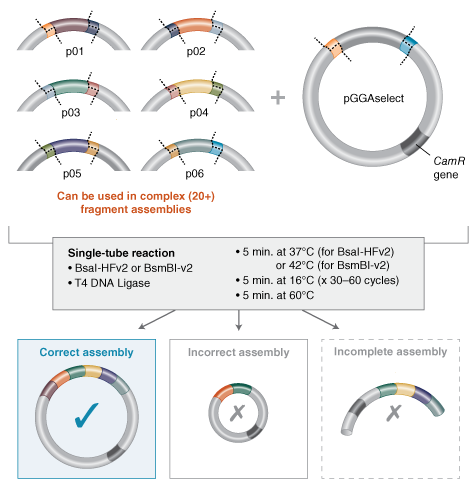 Golden Gate Assembly | NEB