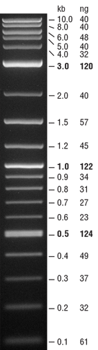 DNA Markers and Ladders | NEB