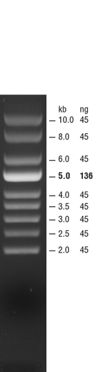 DNA Markers and Ladders | NEB