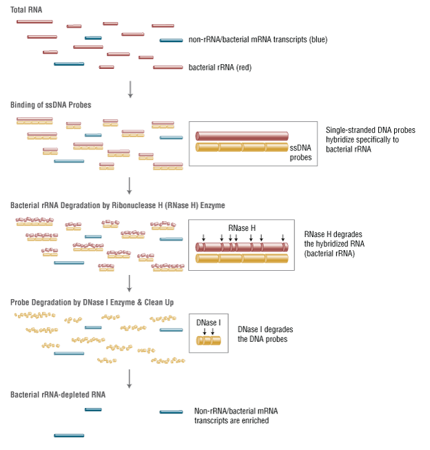 RNA Library Prep | NEB