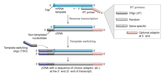 Template Switching RT Enzyme Mix NEB Template Switching RT Enzyme Mix NEB