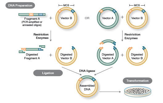Foundations of Molecular Cloning - Past, Present and Future | NEB
