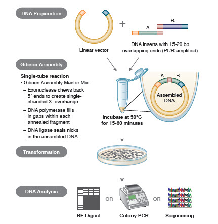 Foundations of Molecular Cloning - Past, Present and Future | NEB