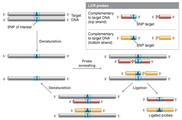 Substrate specificity and mismatch discrimination in DNA ligases | NEB