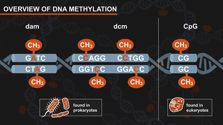 Restriction Endonucleases | NEB