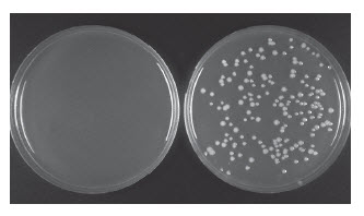 NEB® PCR Cloning Kit | NEB