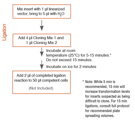 NEB® PCR Cloning Kit (Without Competent Cells) | NEB
