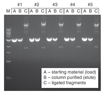 Monarch® DNA Gel Extraction Kit | NEB