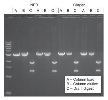 Monarch® PCR & DNA Cleanup Kit (5 μg) | Purification Kits | NEB
