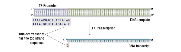 Rapid Generation of sgRNA | NEB