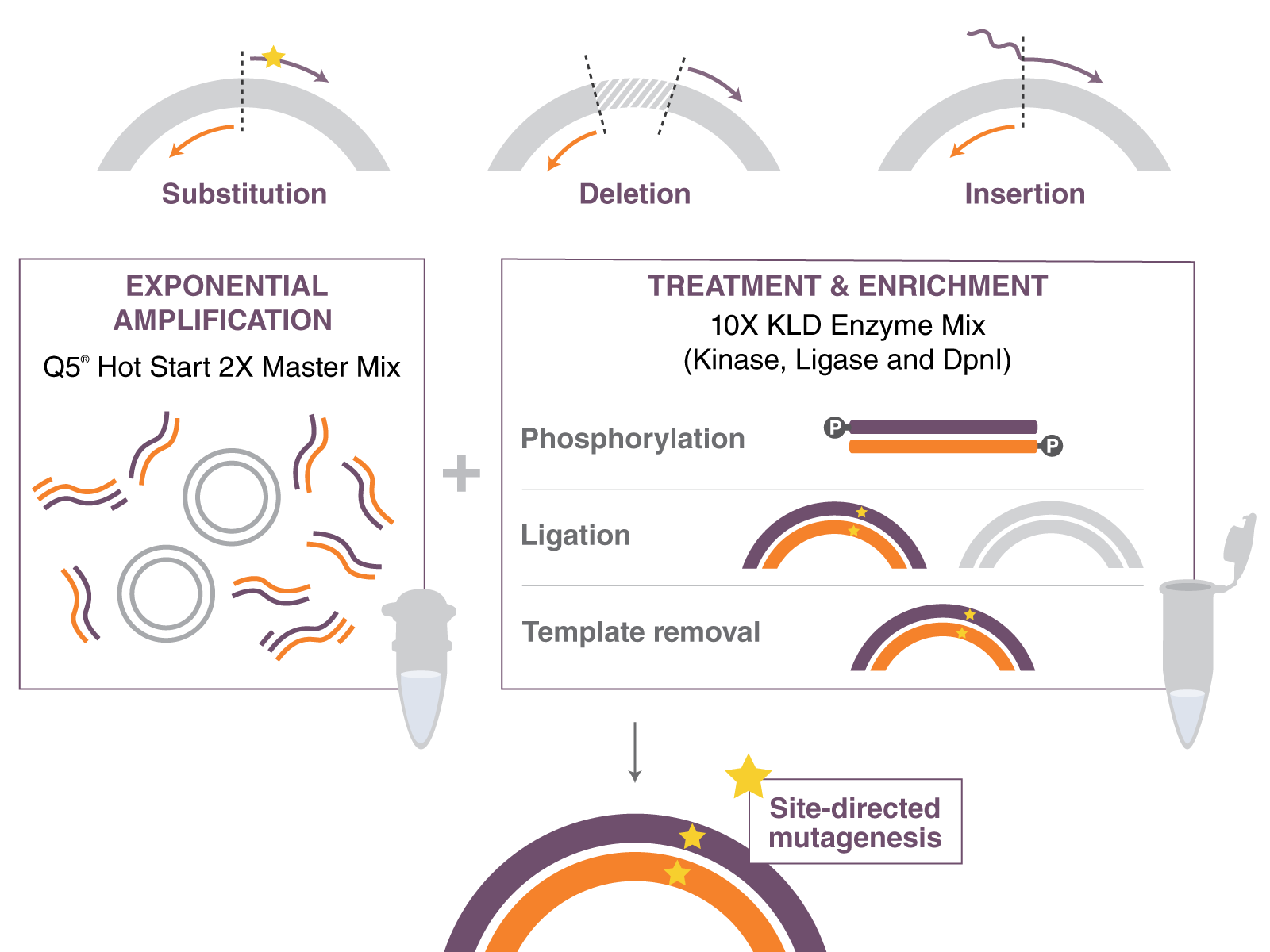 Mutate with Confidence! Tips and tools for successful site-directed mutagenesis experiments | NEB