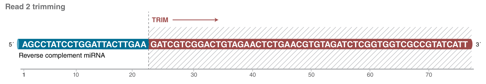How should my NEBNext Small RNA library be trimmed? | NEB