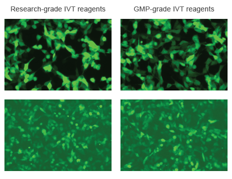 GMP-grade Products for RNA Synthesis – Tools to Take you from Template ...
