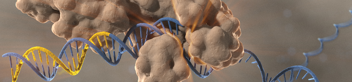 DNA Polymerase Strand Displacement Activity | NEB