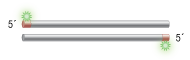 DNA Labeling | NEB