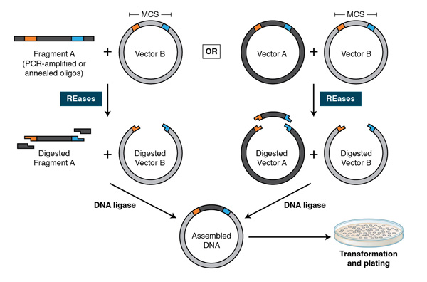 Restriction Endonucleases: Molecular Cloning and Beyond | NEB