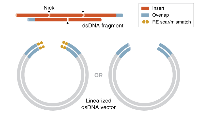 Protocol for assembling annealed DNA oligonucleotides and a double-stranded DNA vector using ...