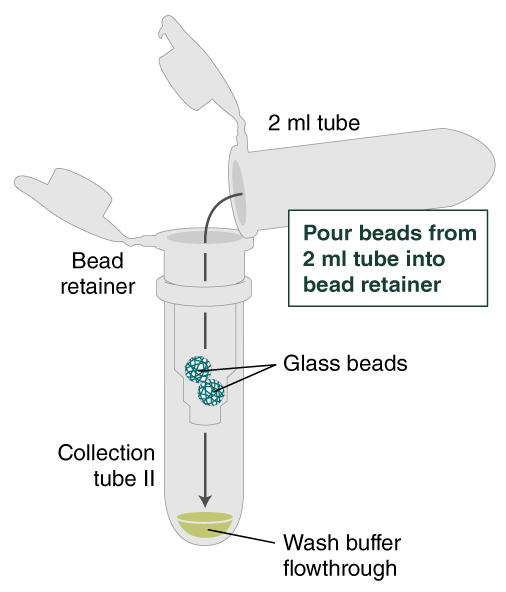 Protocol for High Molecular Weight DNA (HMW DNA) Extraction from Cells ...