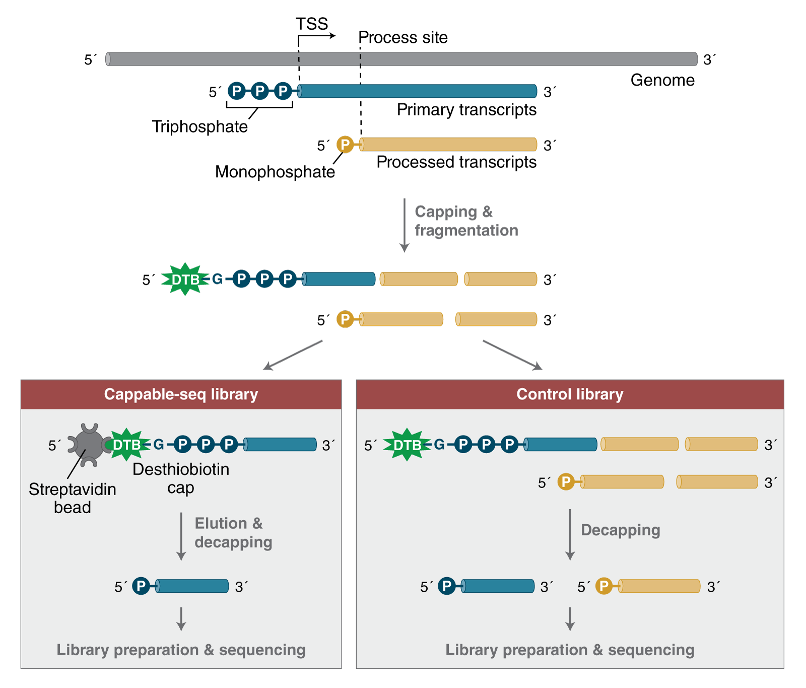 Prokaryotic Transcription Start Sites | NEB