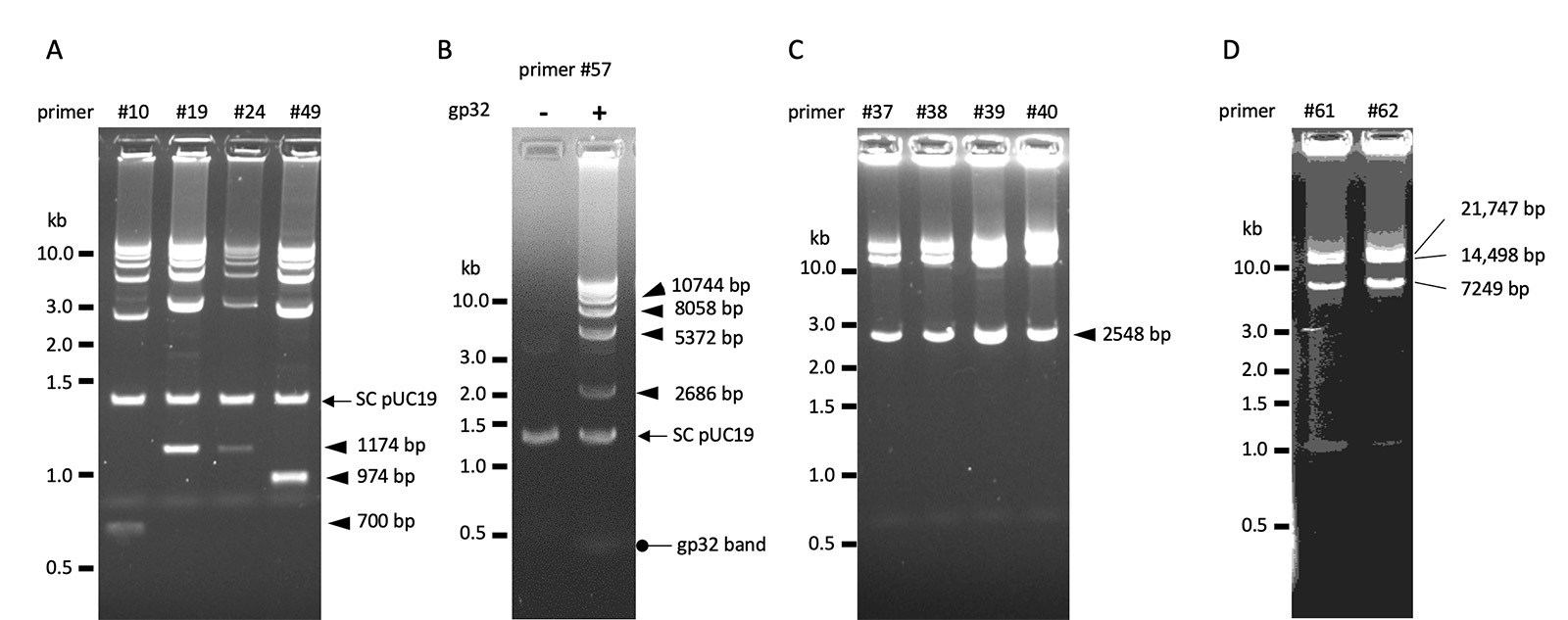 enzyme action coloring activity pages