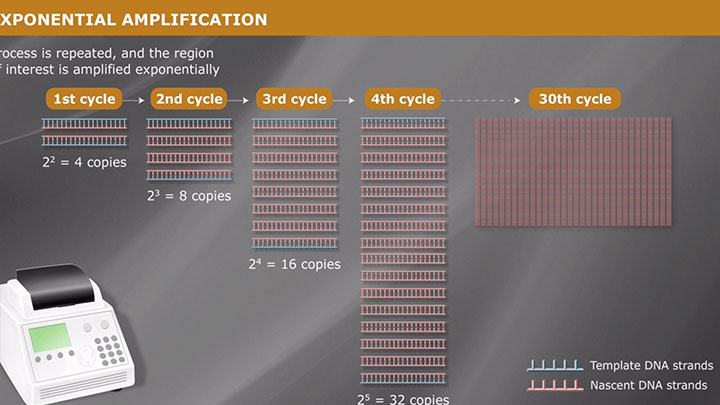 5 Tips for Setting Up Your PCR | NEB