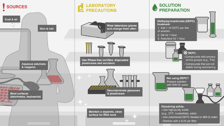 HiScribe® SP6 RNA Synthesis Kit | NEB