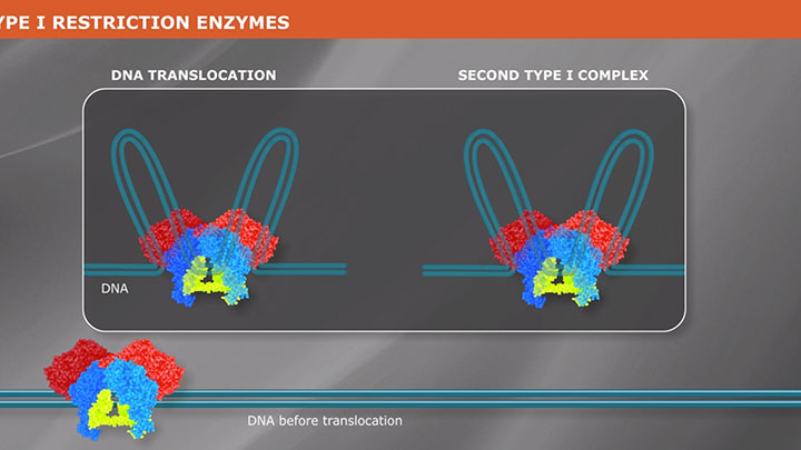 Restriction Enzymes Animation