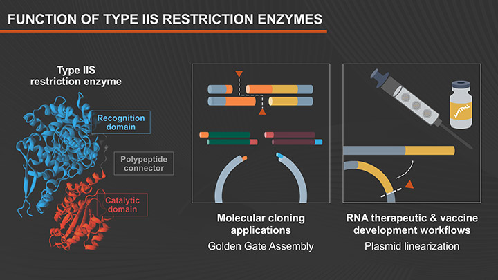 NEBridge® Ligase Master Mix | NEB