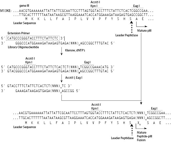 Ph.D.™ Peptide Display Cloning System | NEB