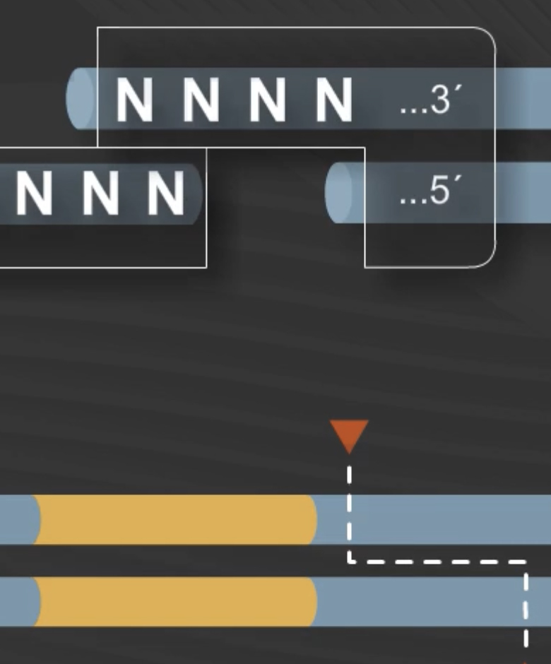 Reagents For the Life Sciences Industry | NEB