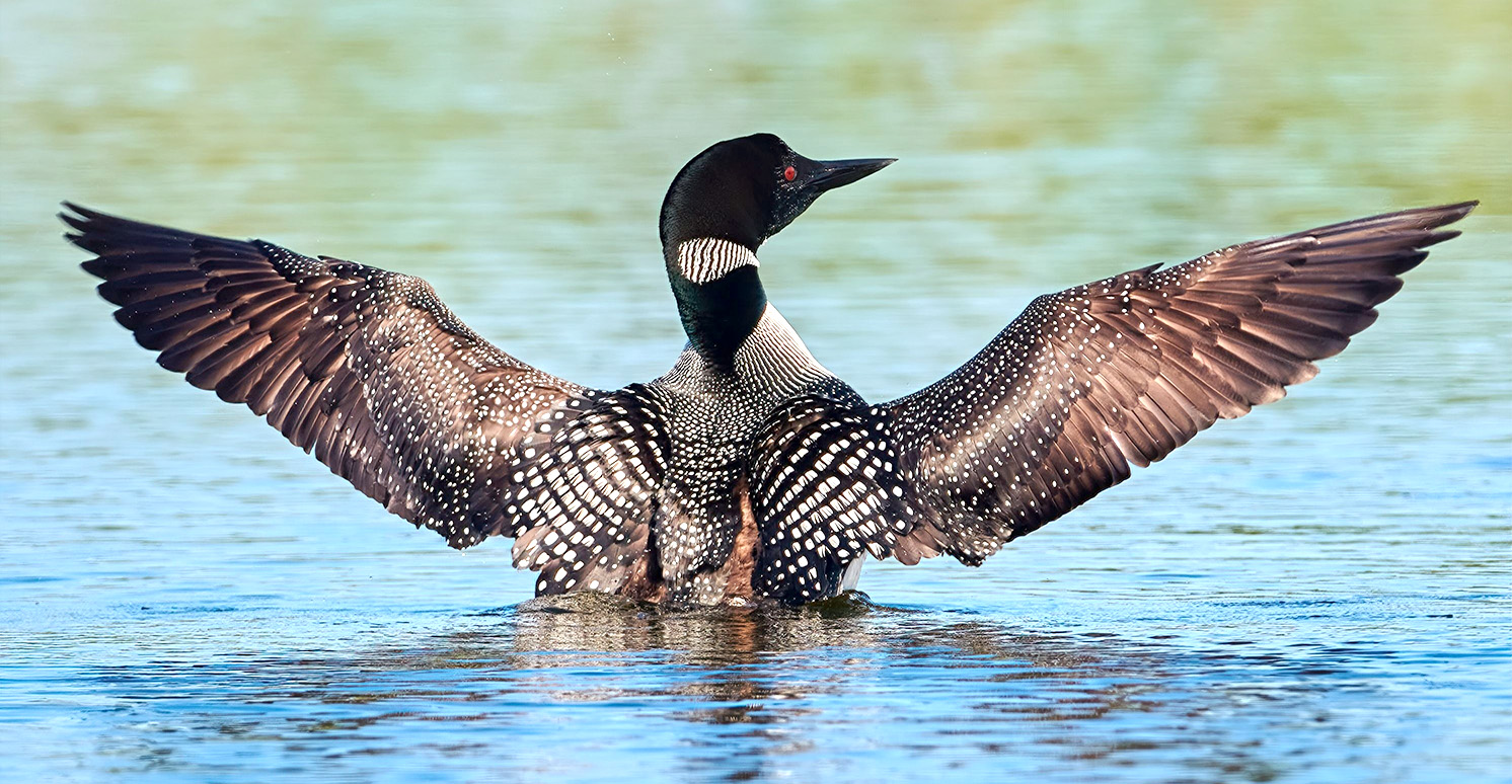 Welcome to the New NEB Canada Website | NEB