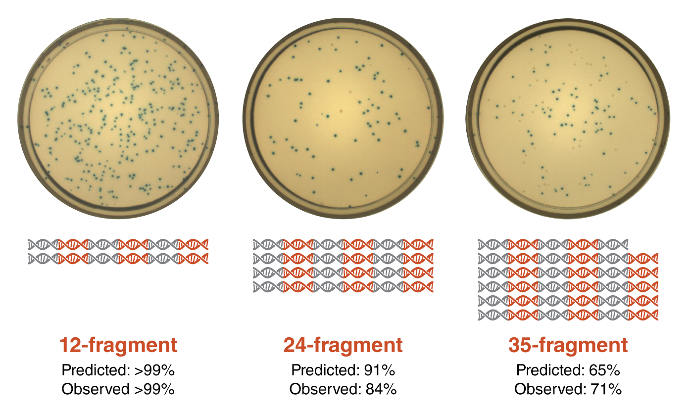 Supersizing Molecular Cloning by Rewriting the Rules for Golden Gate ...