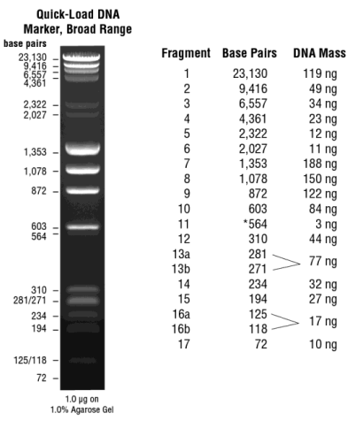 What are the details of the Quick-Load, Broad Range DNA Marker (NEB # ...
