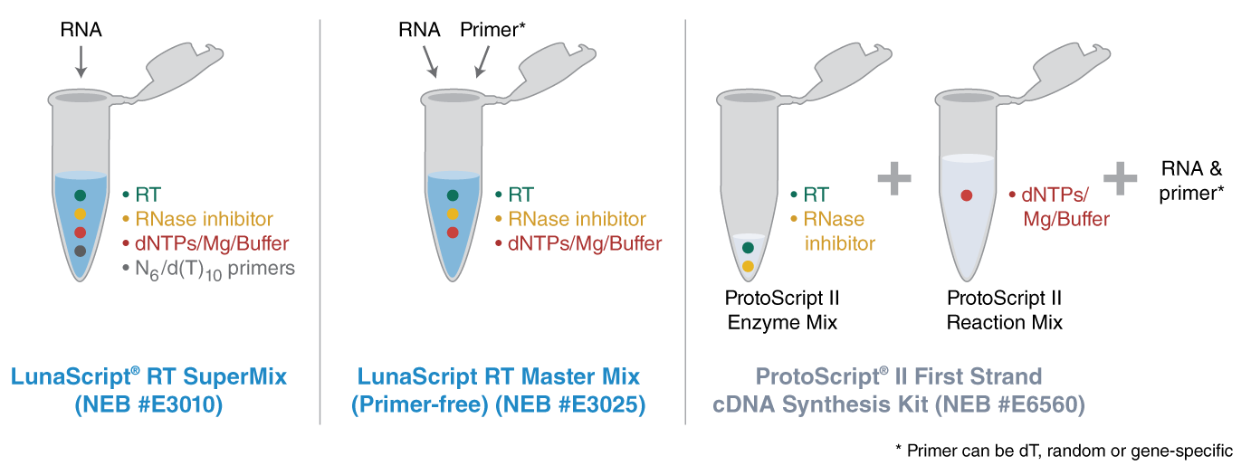 cdna synthesis kit protocol