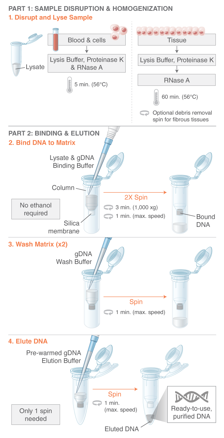 Monarch® Spin gDNA Extraction Kit | NEB