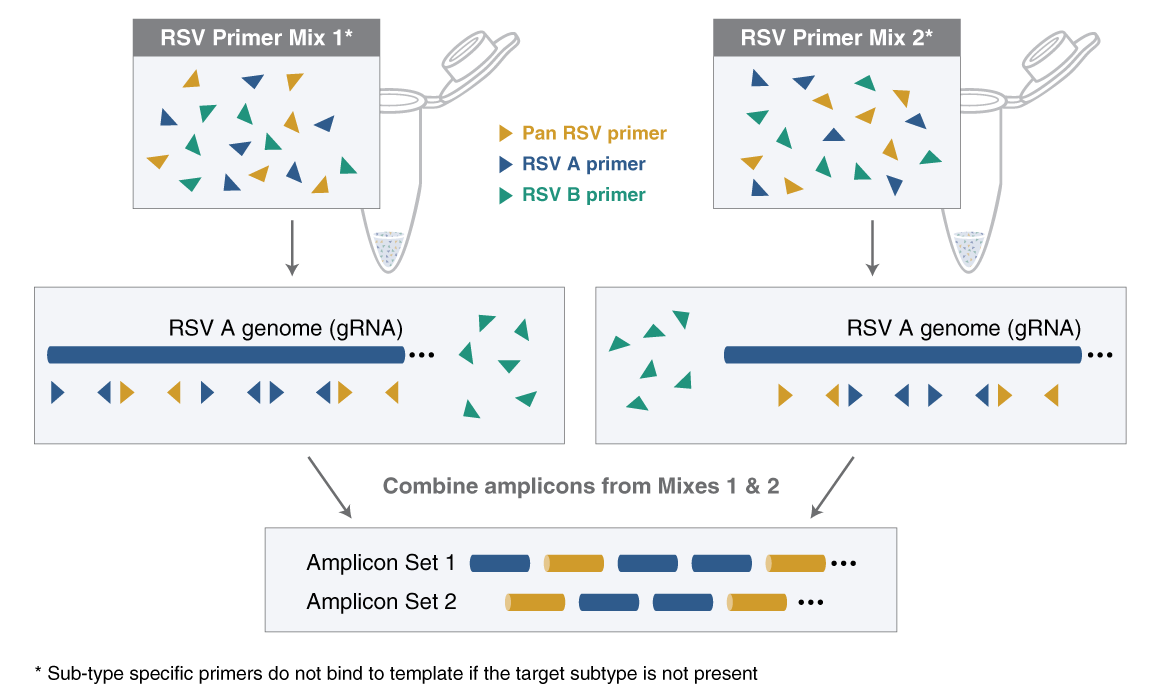 NEBNext® RSV Primer Module | NEB