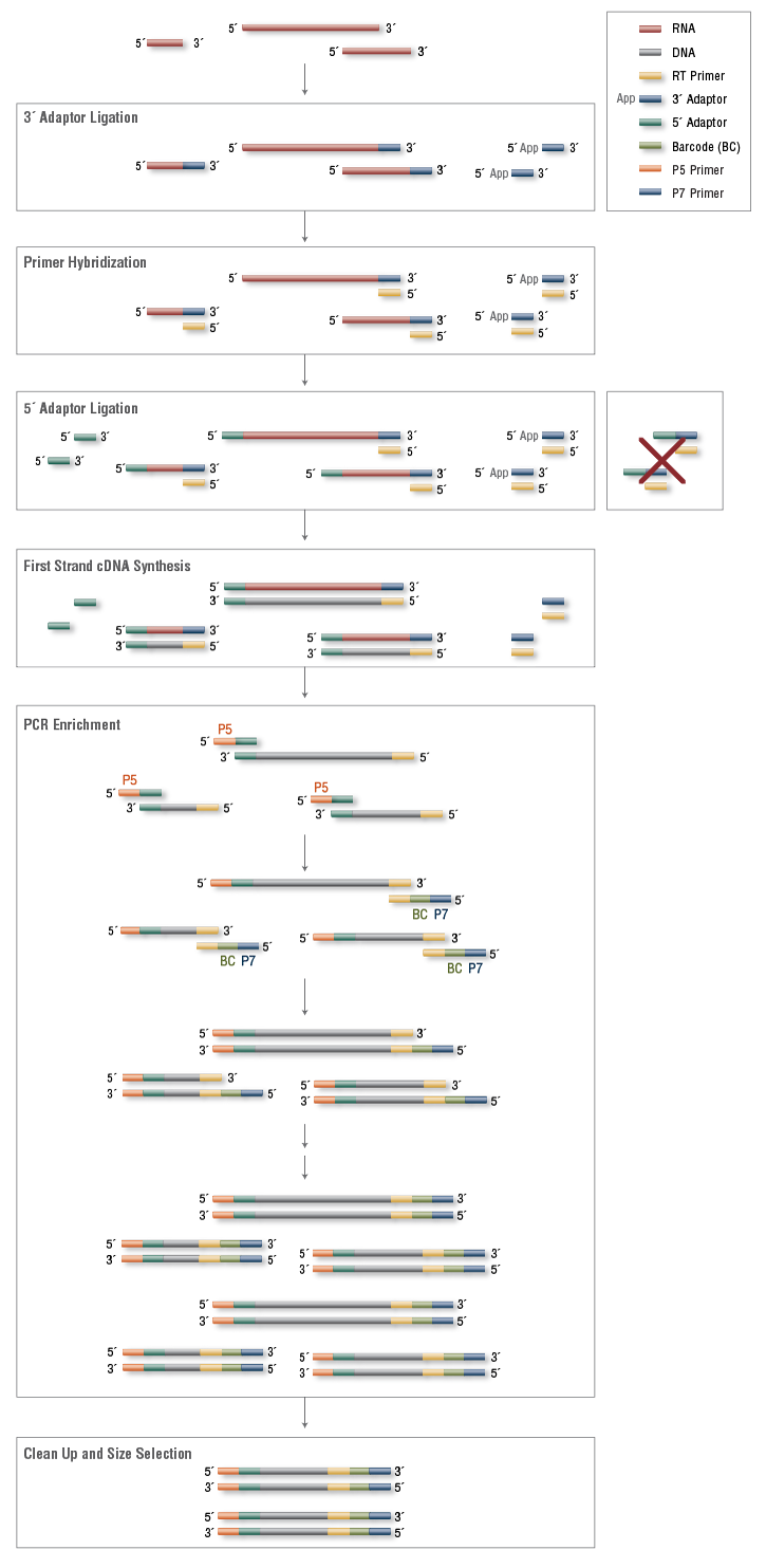 NEBNext® Multiplex Small RNA Library Prep Set for Illumina® (Set 1) | NEB