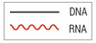T3 DNA Ligase | NEB