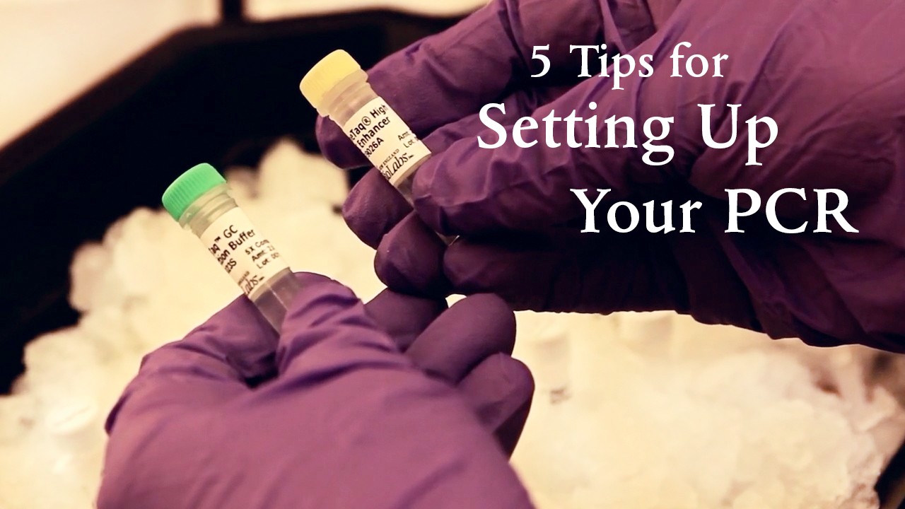 DNA Amplification, PCR & qPCR | NEB